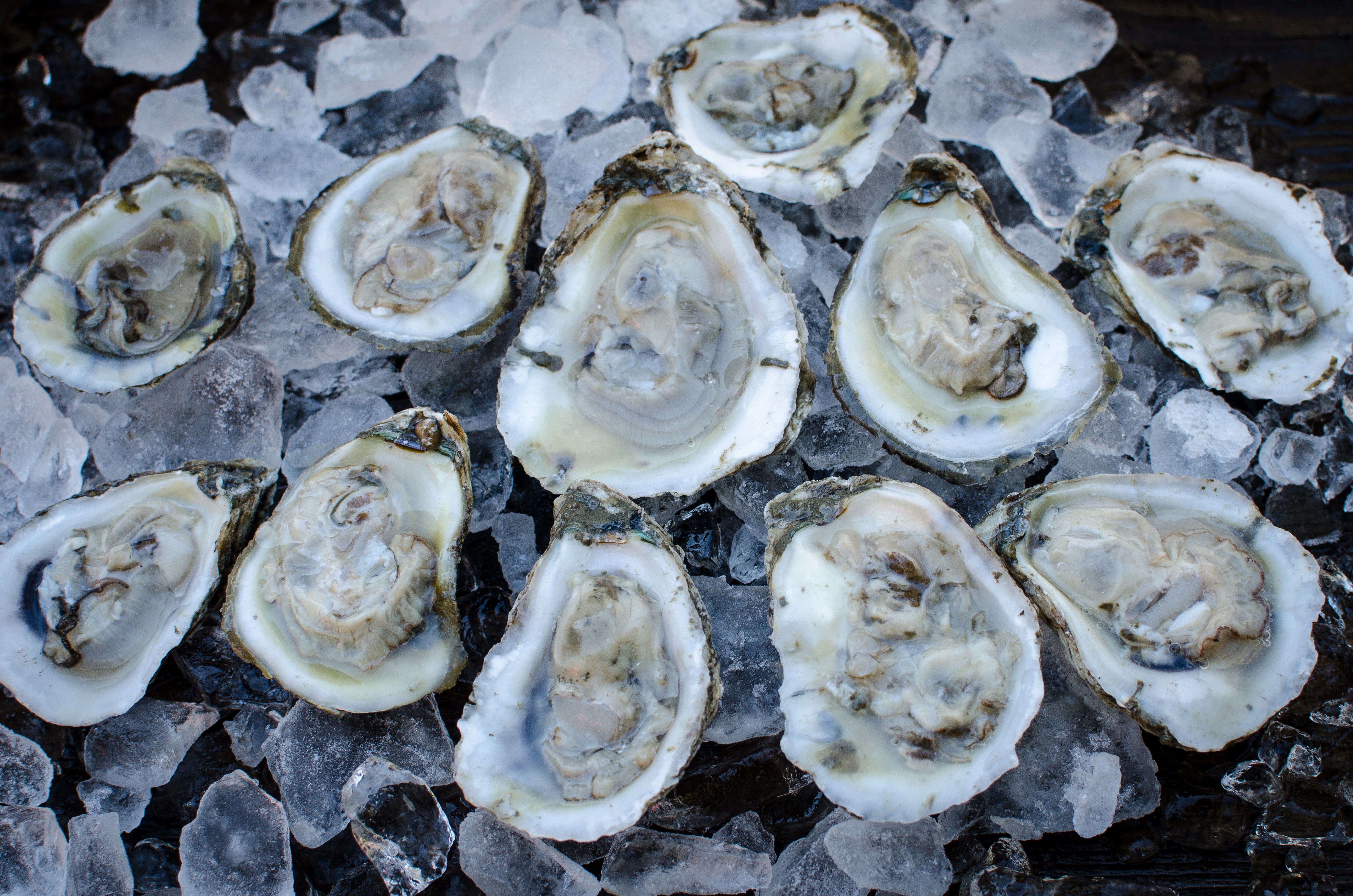 SUSTA at Seafood Expo Global 2025 // PHAFF